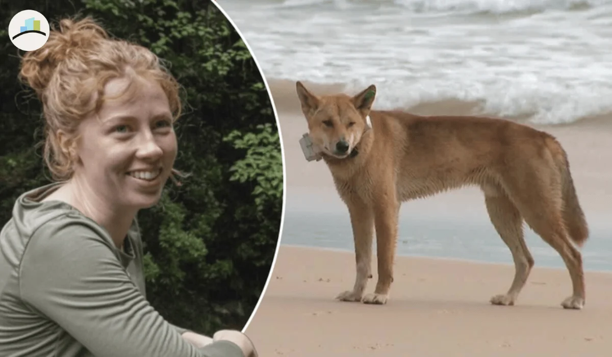 Fraser Island Death: Woman Found Dead, Dingo Attack Concerns, Full Story