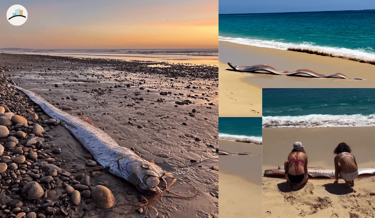 Rare "Doomsday Fish" Double Sighting in Mexico Turns Heads — Myth ...